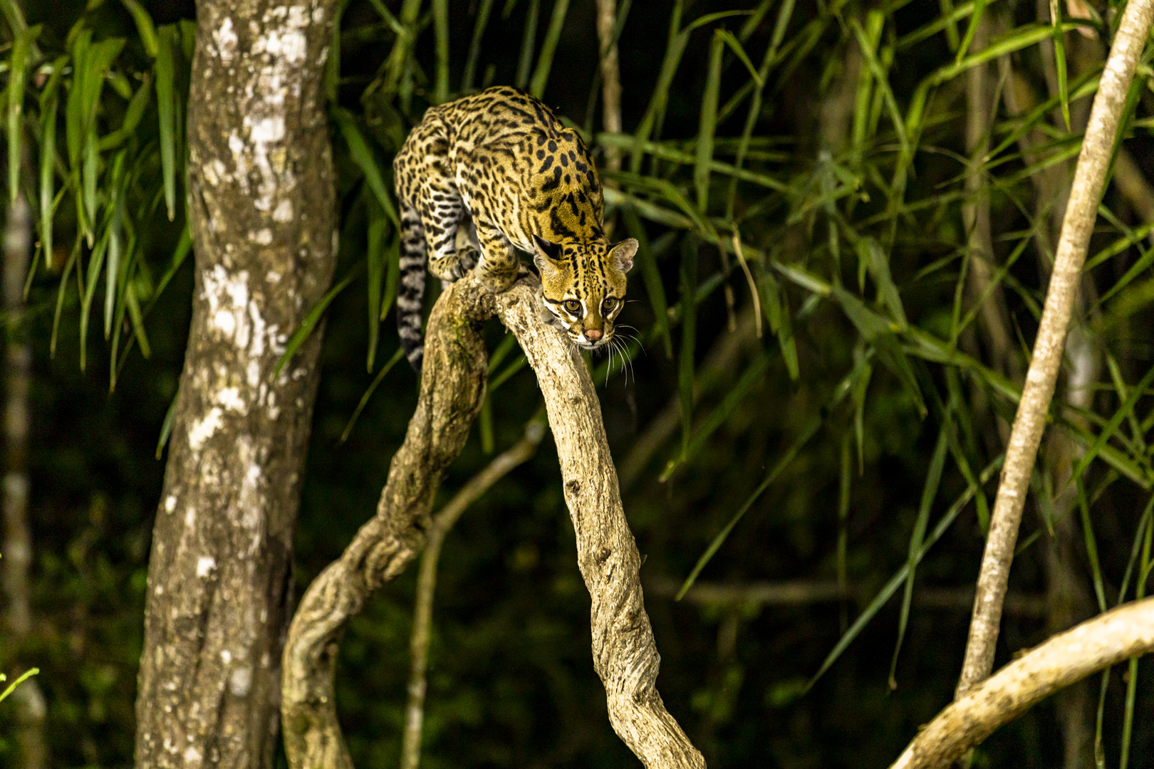 Ozelot Foto & Bild | fotos, natur, katze Bilder auf fotocommunity