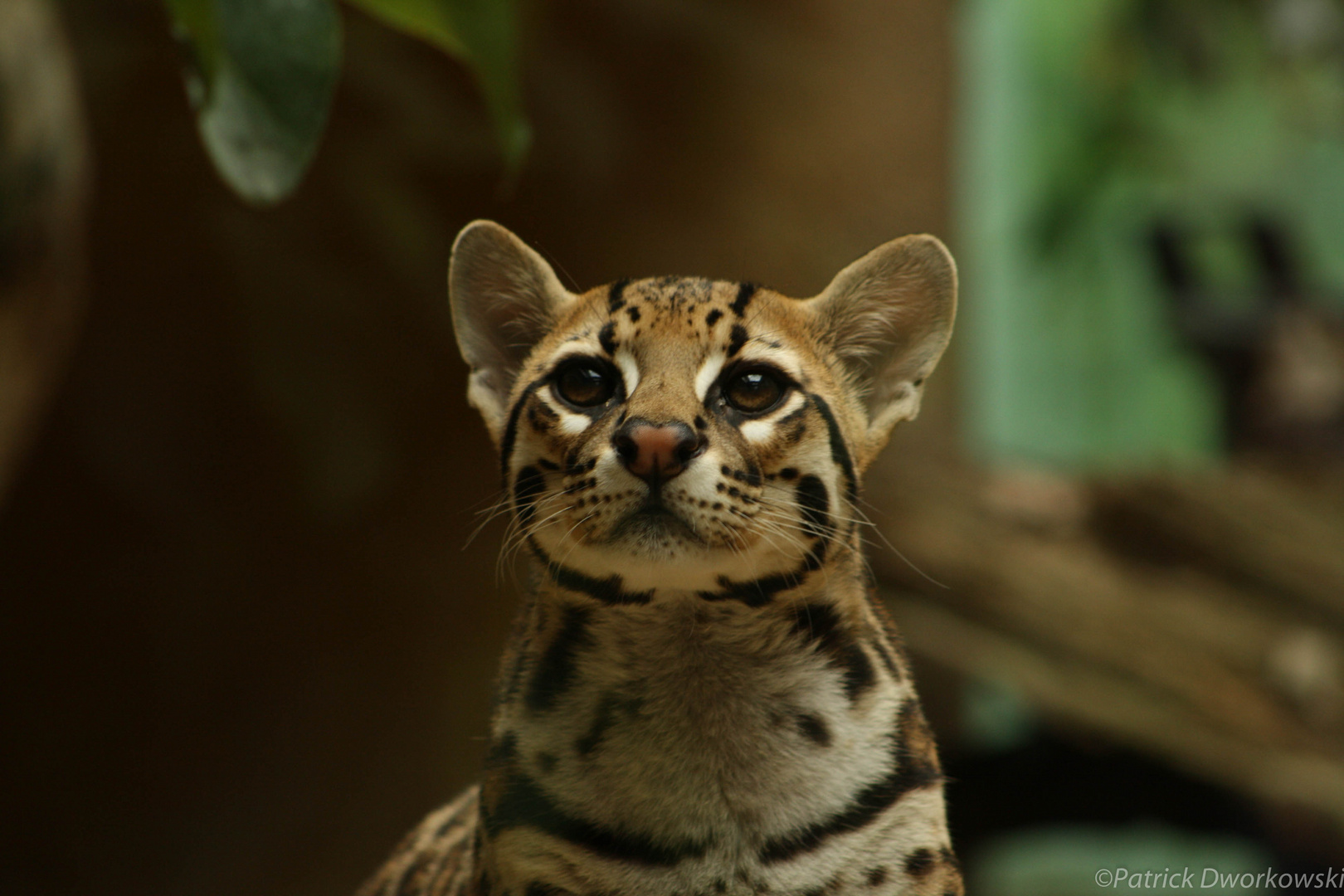 Ozelot Foto & Bild | tiere, zoo, wildpark & falknerei, säugetiere ...
