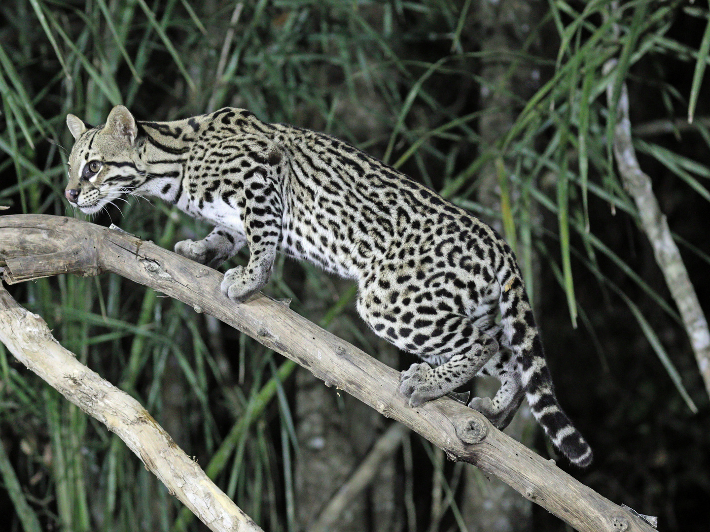 Ozelot Foto & Bild | world, natur, tiere Bilder auf fotocommunity