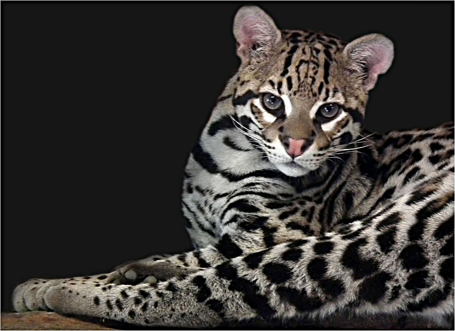 Ozelot Foto & Bild | tiere, zoo, wildpark & falknerei, säugetiere ...