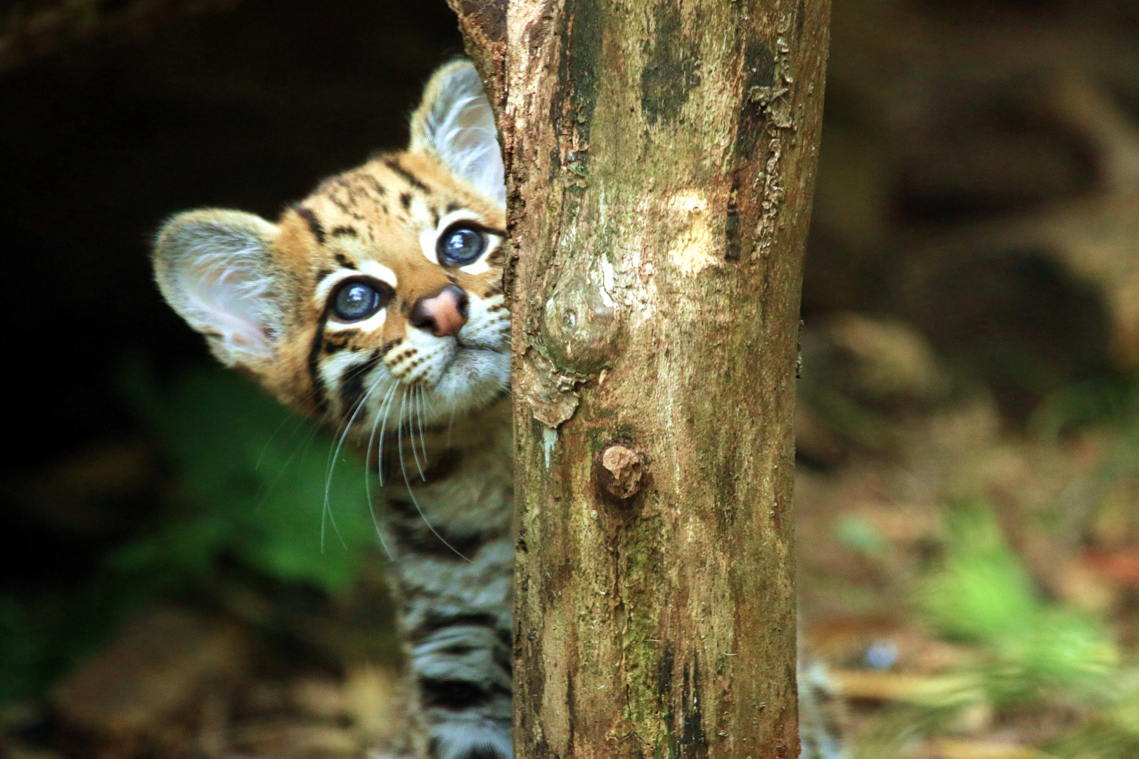 Ozelot Baby Foto & Bild | tiere, zoo, wildpark & falknerei, säugetiere ...