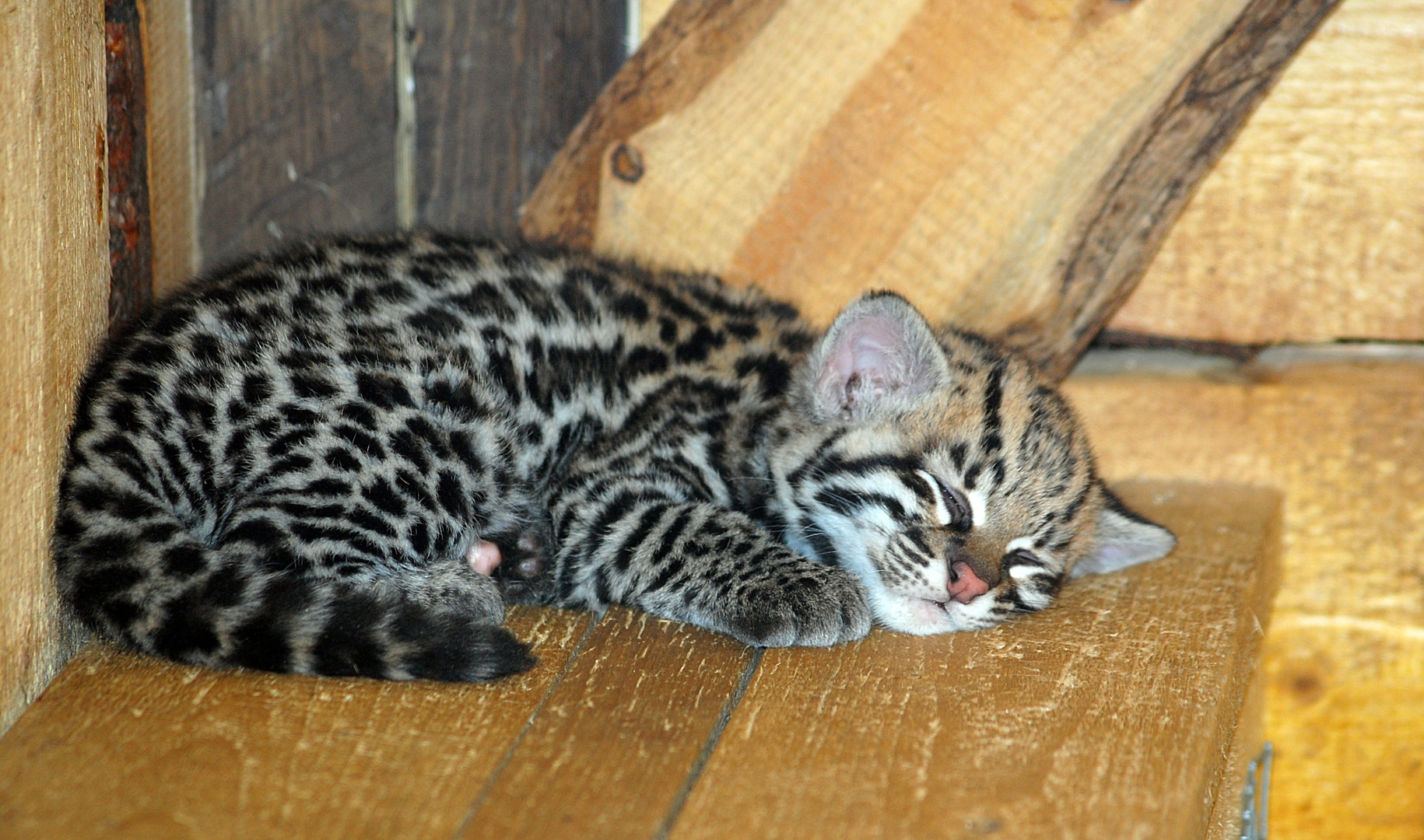 Ozelot-Baby Foto & Bild | tiere, zoo, wildpark & falknerei, natur ...