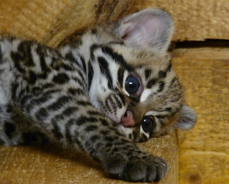 Ozelot-Baby Foto & Bild | tiere, zoo, wildpark & falknerei, säugetiere ...
