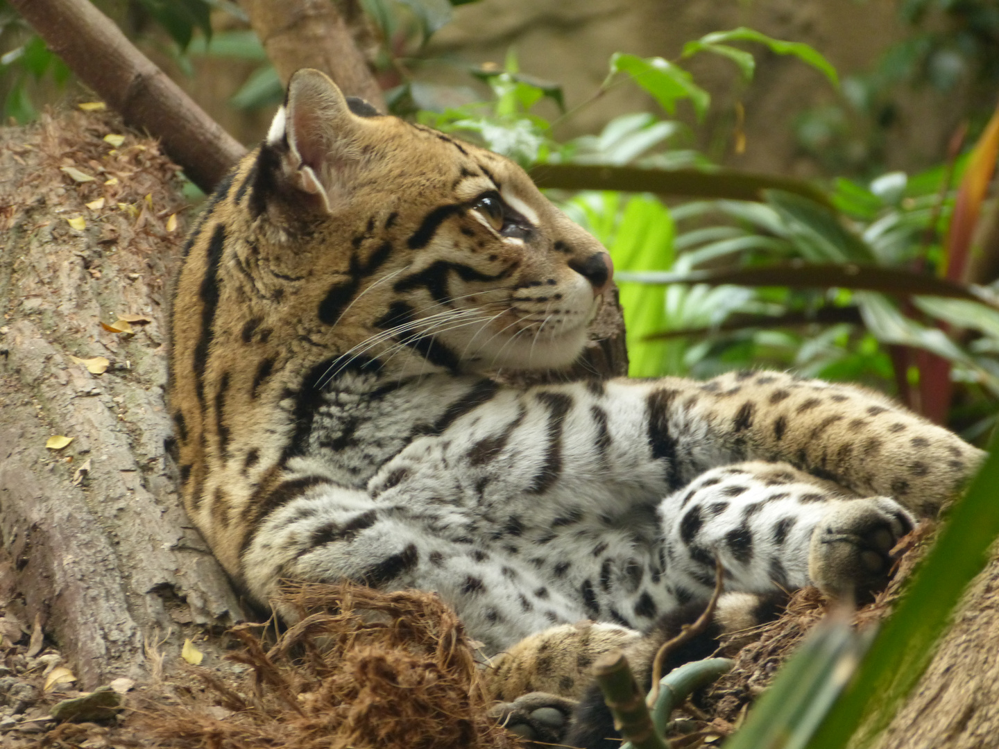 Ozelot Foto & Bild | tiere, zoo, wildpark & falknerei, säugetiere ...