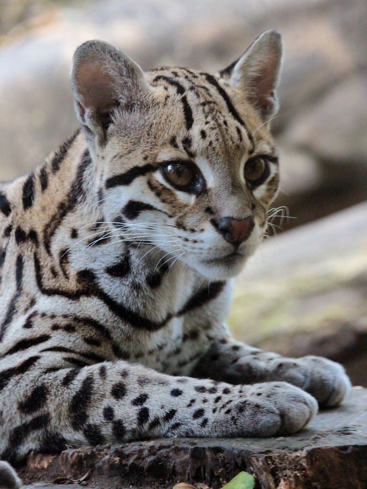 Ozelot Foto & Bild | natur, katze, porträt Bilder auf fotocommunity