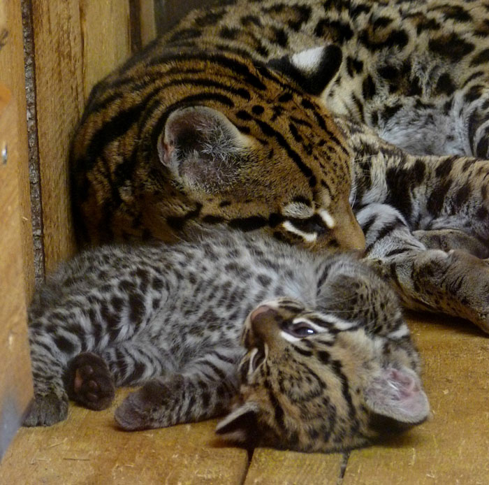 Ozelot mit Baby Foto & Bild | tiere, zoo, wildpark & falknerei ...