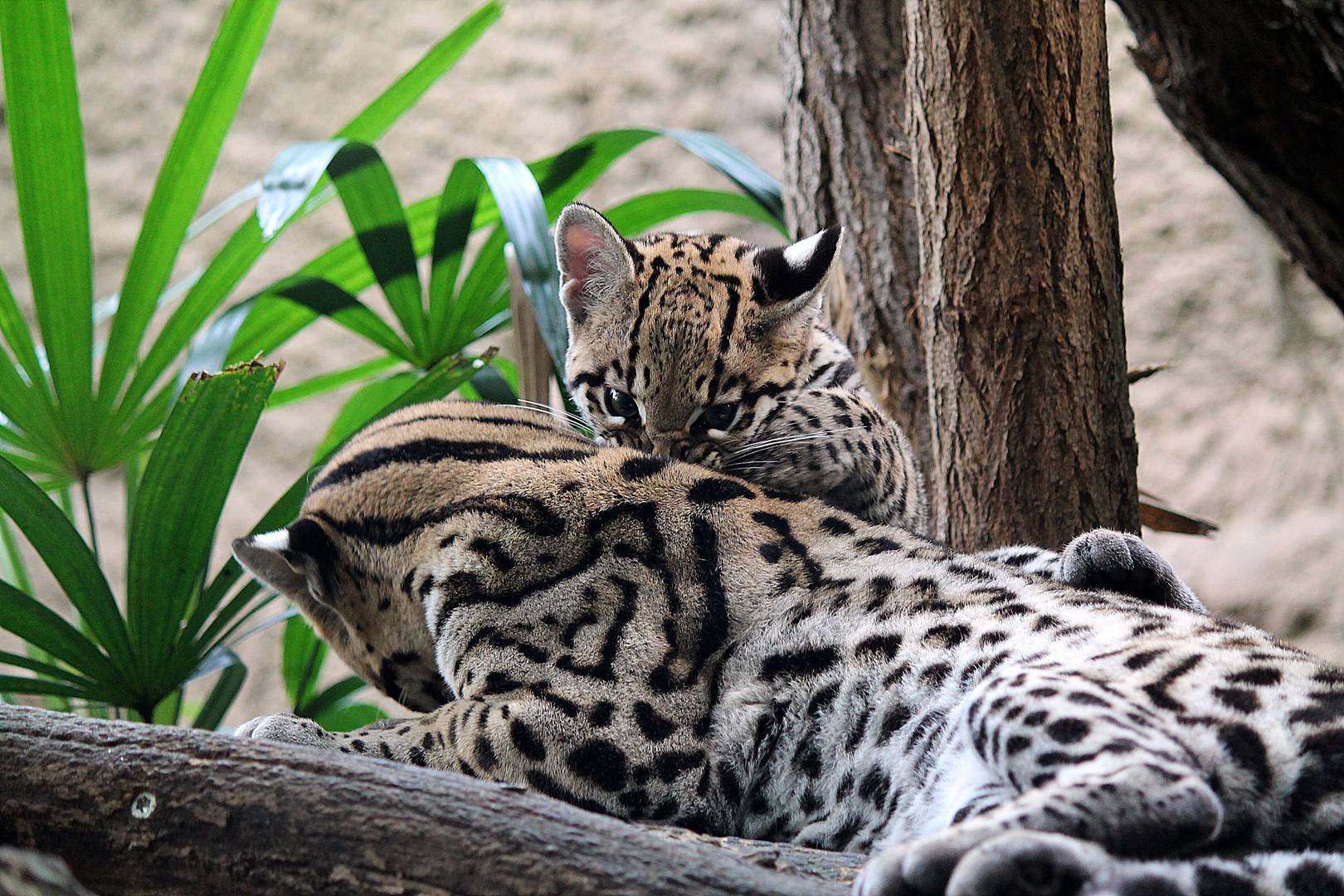 Ozelot mit Jungtier Foto & Bild | tiere, zoo, wildpark & falknerei ...