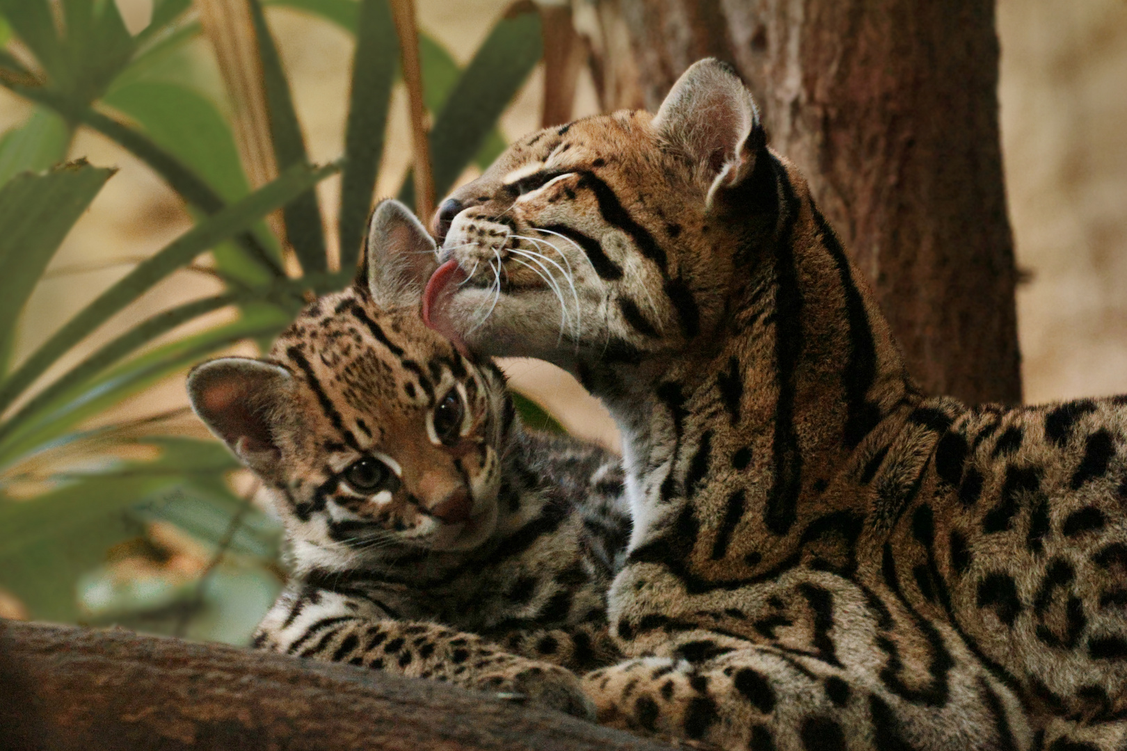 Ozelot, Zoo Leipzig Foto & Bild | natur, katze, zoo Bilder auf ...