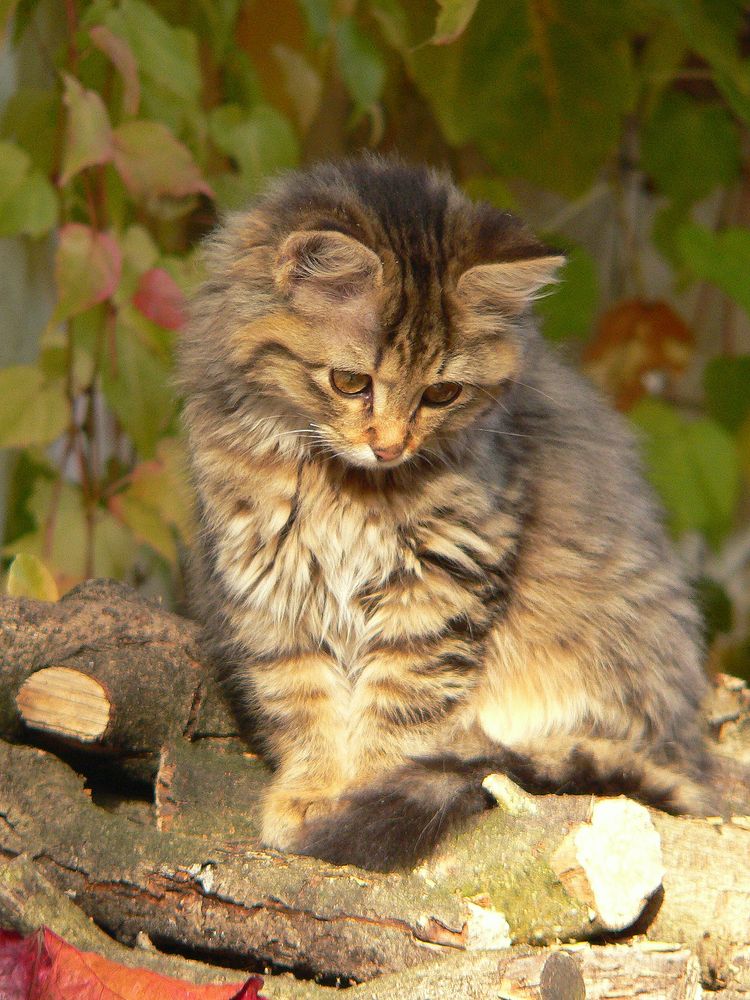 P1000059 Foto & Bild | tiere, haustiere, katzen Bilder auf fotocommunity