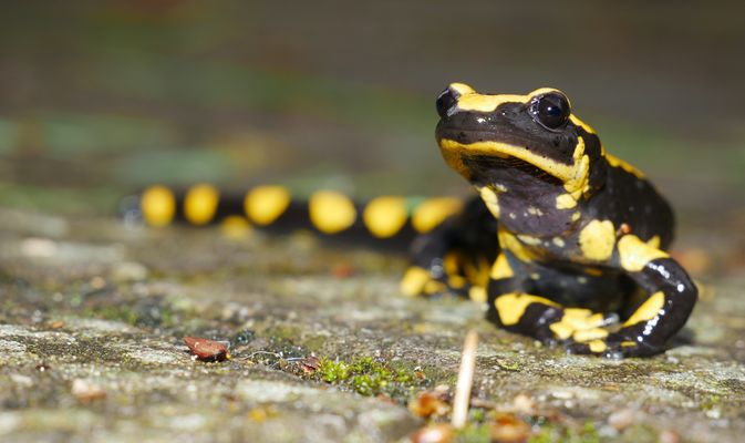 Amphibien Bilder & Fotos