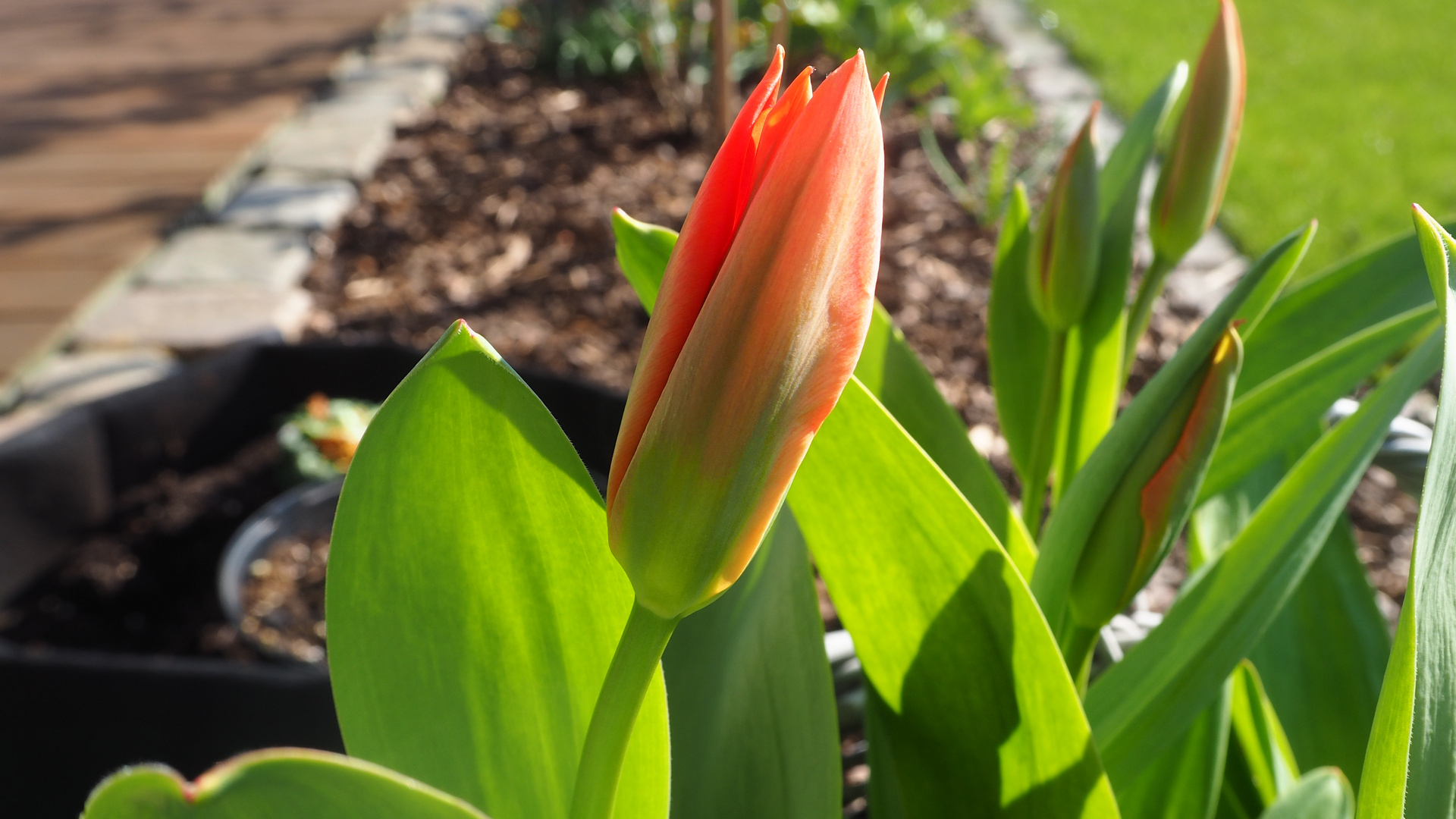 P4050973 Foto & Bild | tulpen, natur, blume Bilder auf fotocommunity