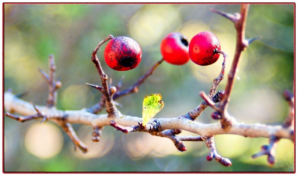 p409 Foto & Bild | plantas, flores, espana 2019 Bilder auf fotocommunity