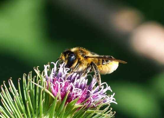 Natur-Makros Bilder & Fotos