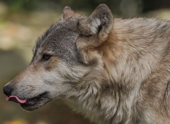 Hunde (Canidae) Bilder & Fotos