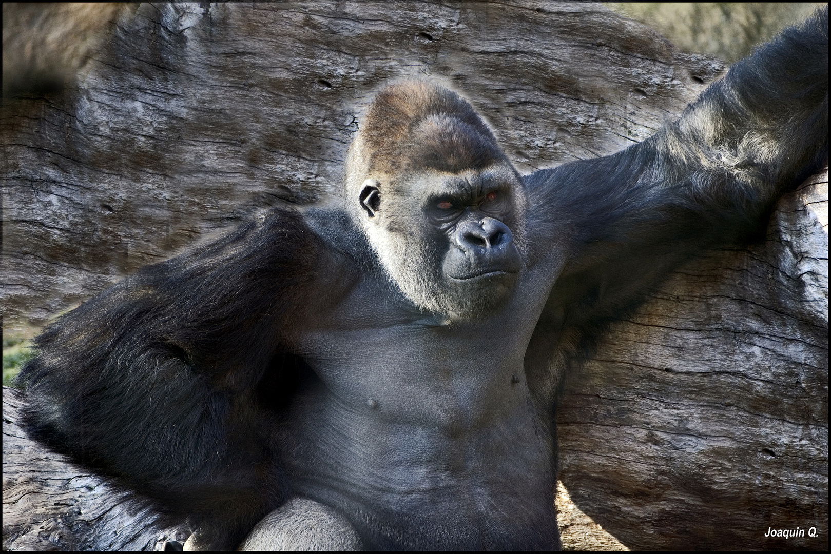 Pa chulo yo Imagen & Foto | animales, animales salvajes, fauna Fotos de ...