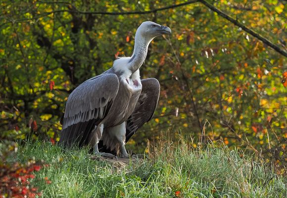 Herbst Bilder & Fotos