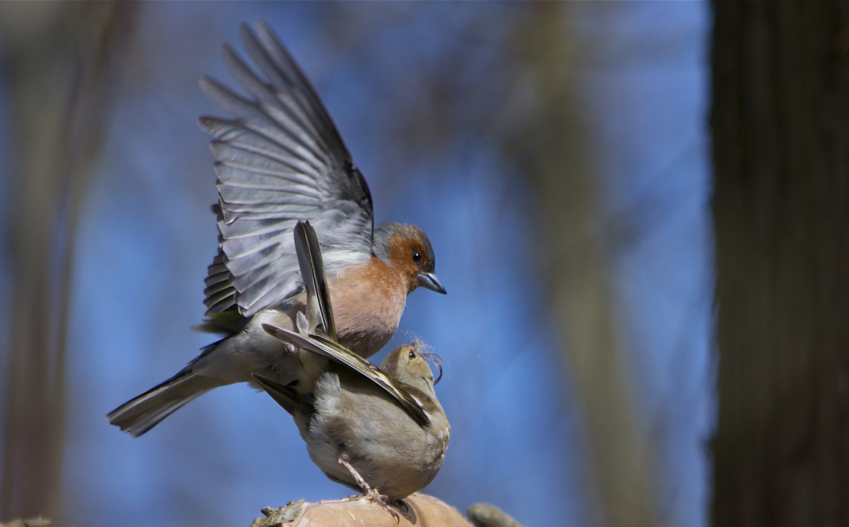 Paarung der Buchfinken Foto & Bild | tiere, wildlife, wild lebende ...