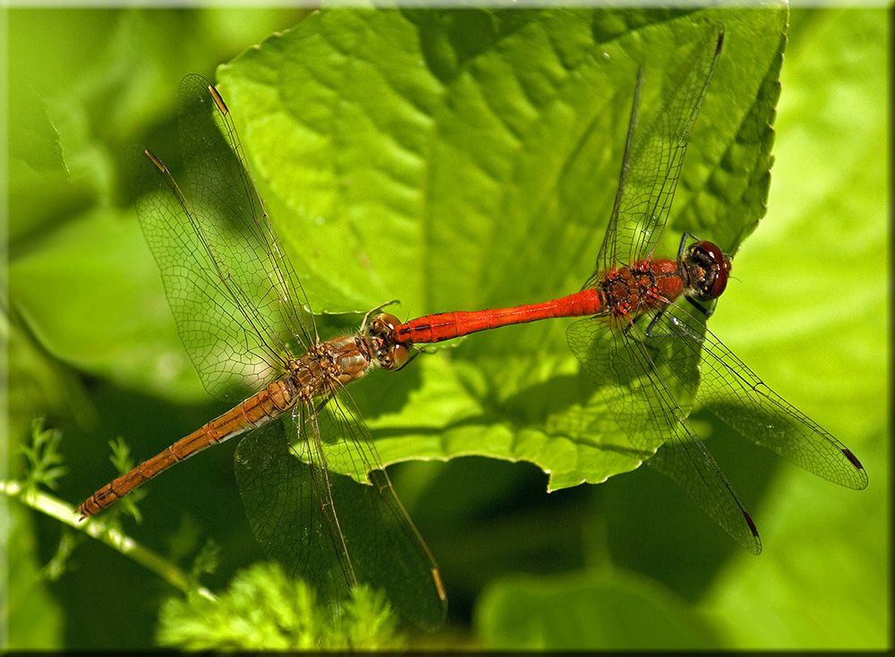 Paarung der Heidelibellen Foto & Bild | tiere, wildlife, libellen ...