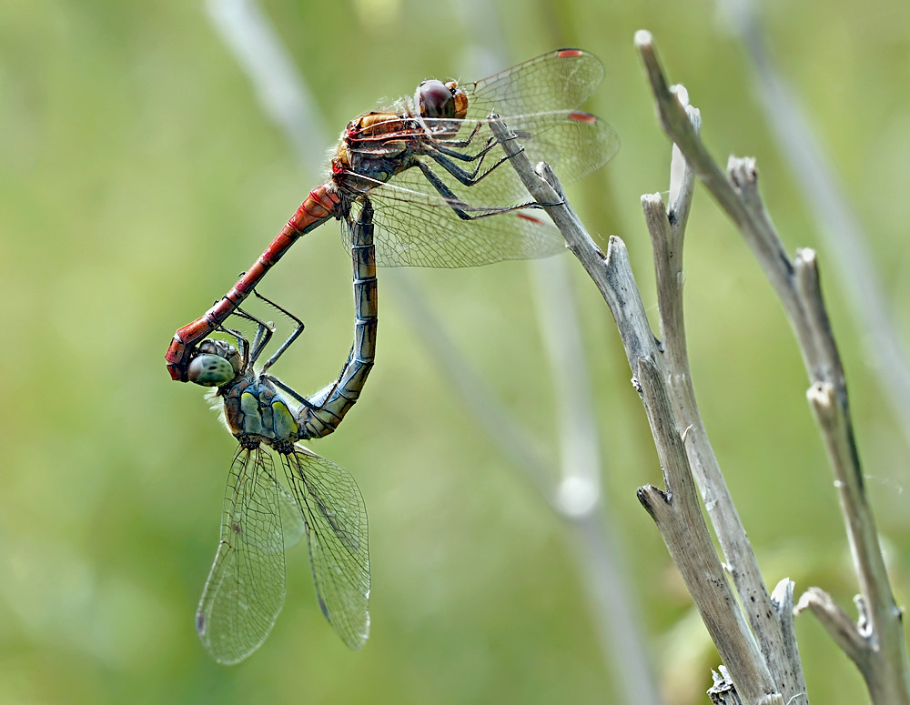 Paarung der Heidelibellen Foto & Bild | tiere, wildlife, libellen ...