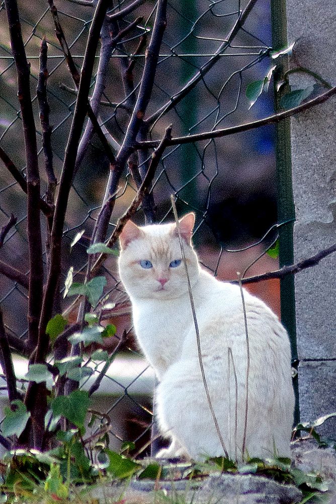 Pacha .... photo et image | animaux, animaux domestiques, chats Images ...