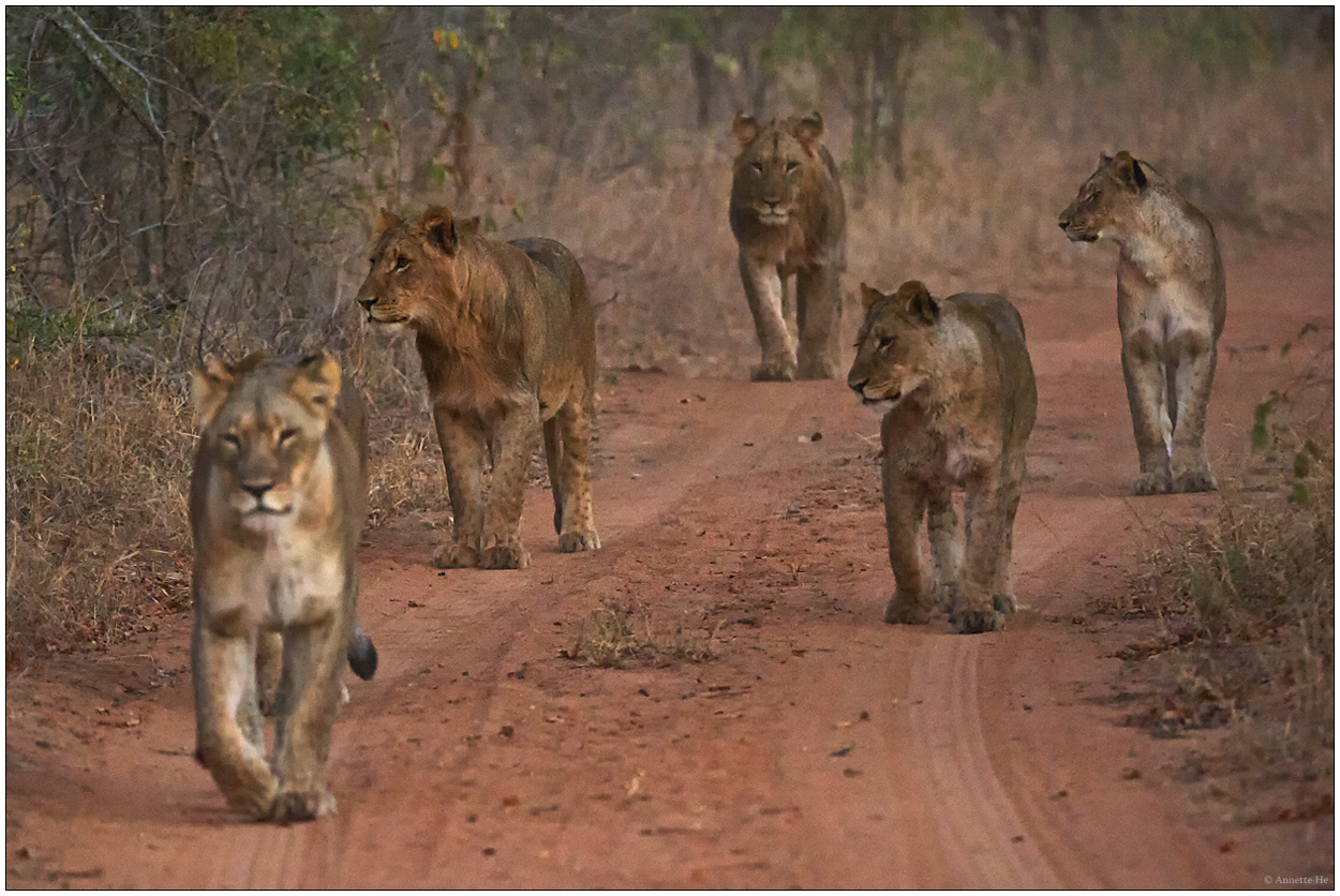 Pack of Lions [2] Foto & Bild | africa, southern africa, south africa ...