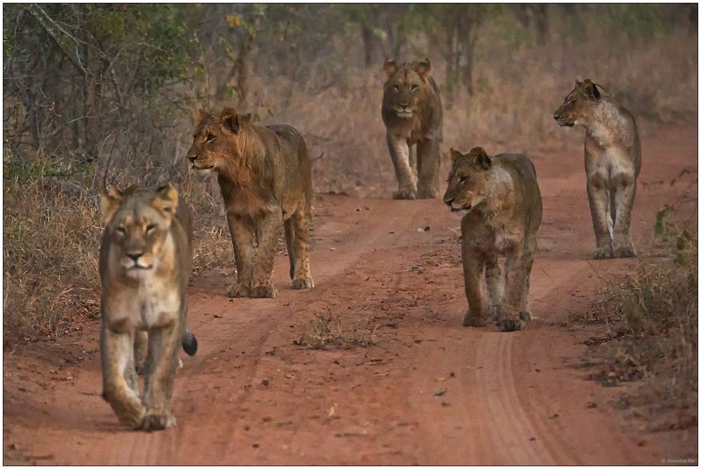 Pack of Lions [2] Foto & Bild | africa, southern africa, south africa ...