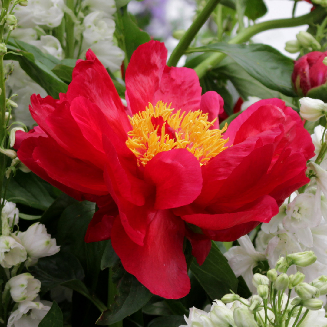 paeonia. Foto & Bild | rot, frühling, natur Bilder auf fotocommunity