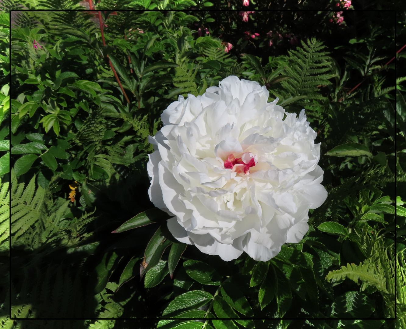 Päonie Gui Fu Ren Foto & Bild | outdoor, frühling, natur Bilder auf ...