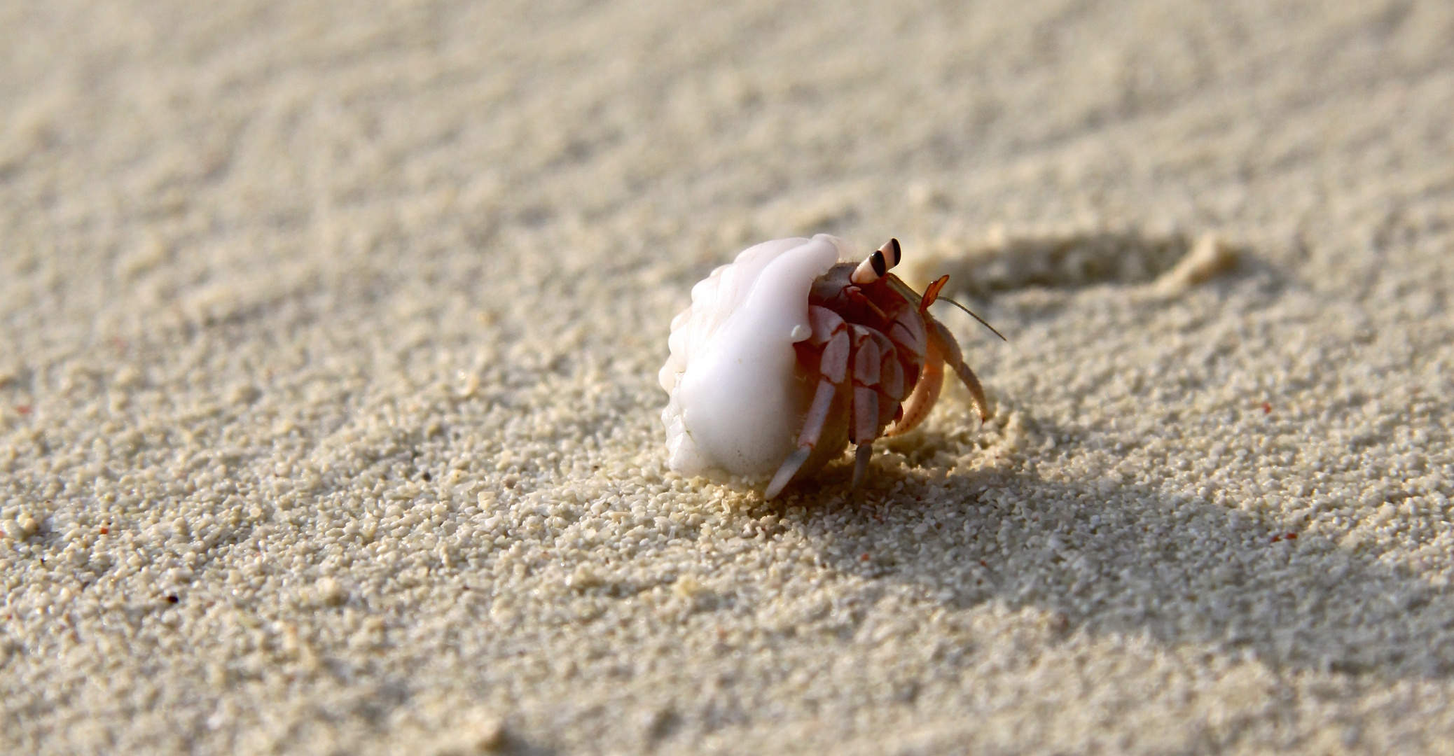 Paguro Foto % Immagini| animals, wildlife, fish Foto su fotocommunity