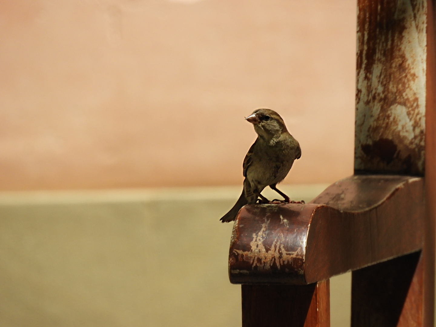 PaJaRiTo Imagen & Foto | animales, aves, ave Fotos de fotocommunity