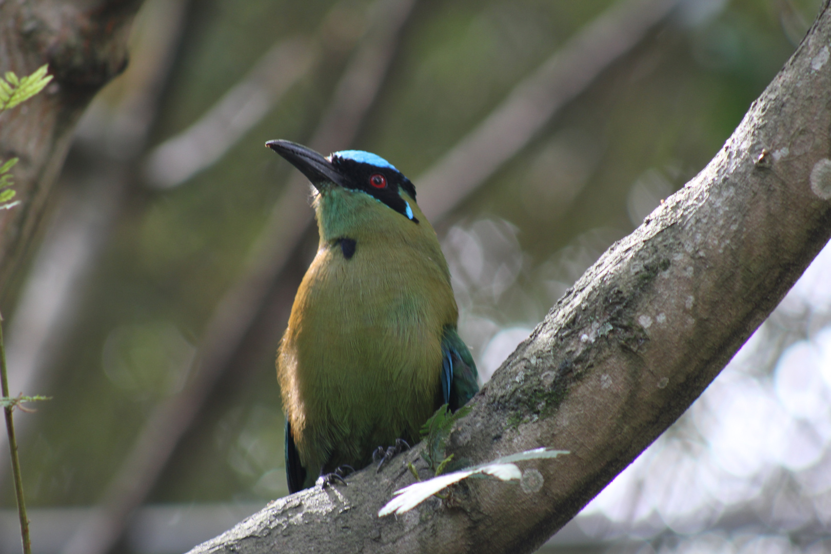 Pájaro Barranquero Imagen & Foto | natur, animales, pajaro Fotos de ...