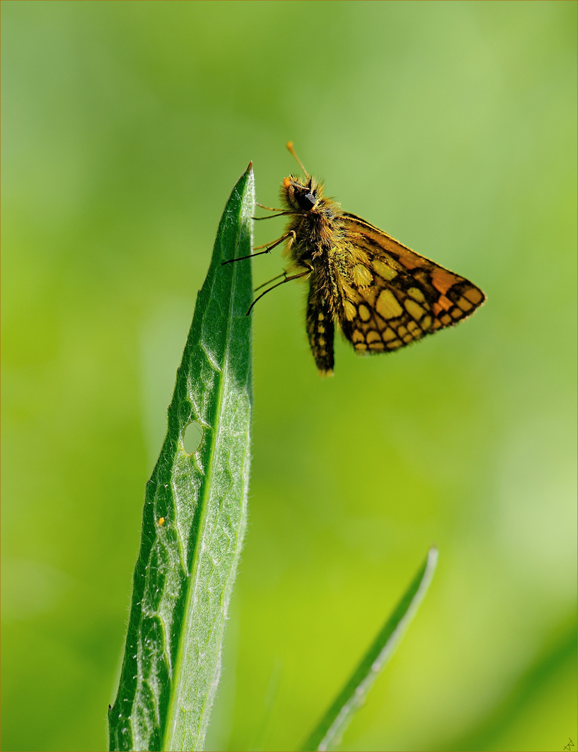 palaemon Foto & Bild | natur, insekten, tiere Bilder auf fotocommunity