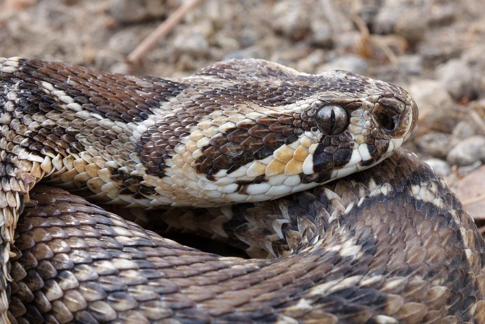 Palästinaviper (Daboia palaestinae) Foto & Bild | tiere, wildlife ...