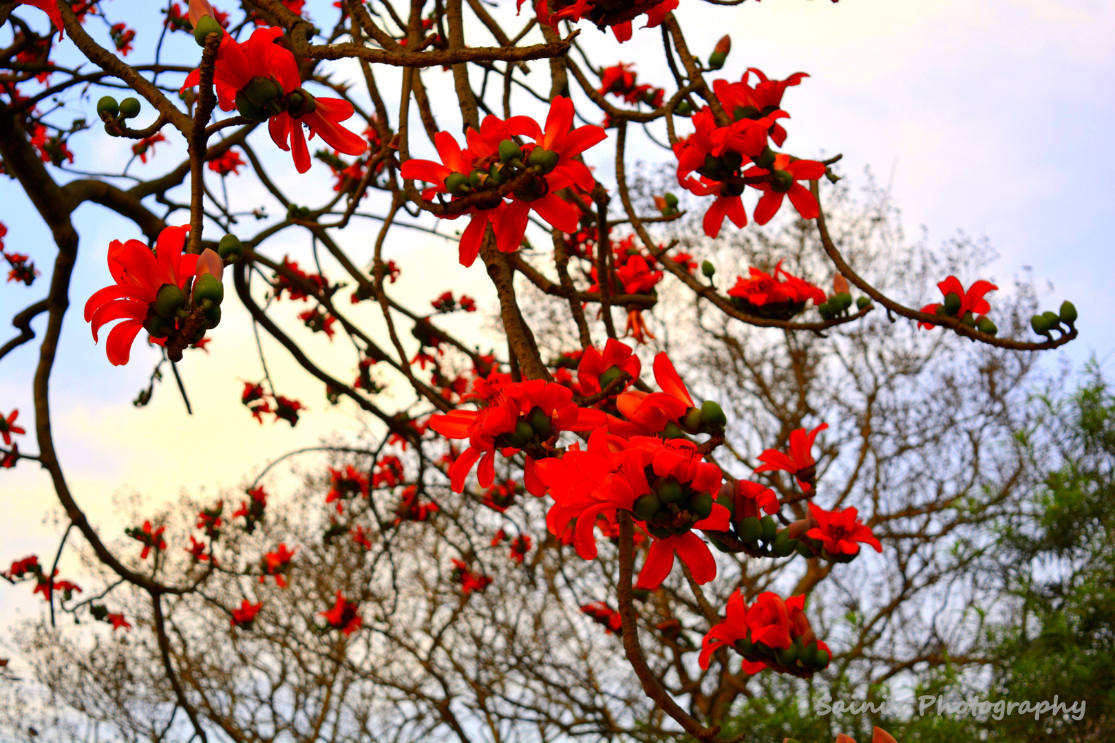Palash Flower Garden
