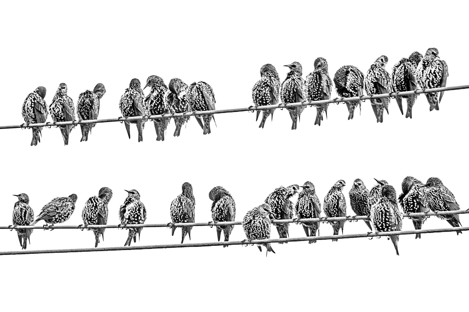 Palaver Foto & Bild | tiere, wildlife, wild lebende vögel Bilder auf ...