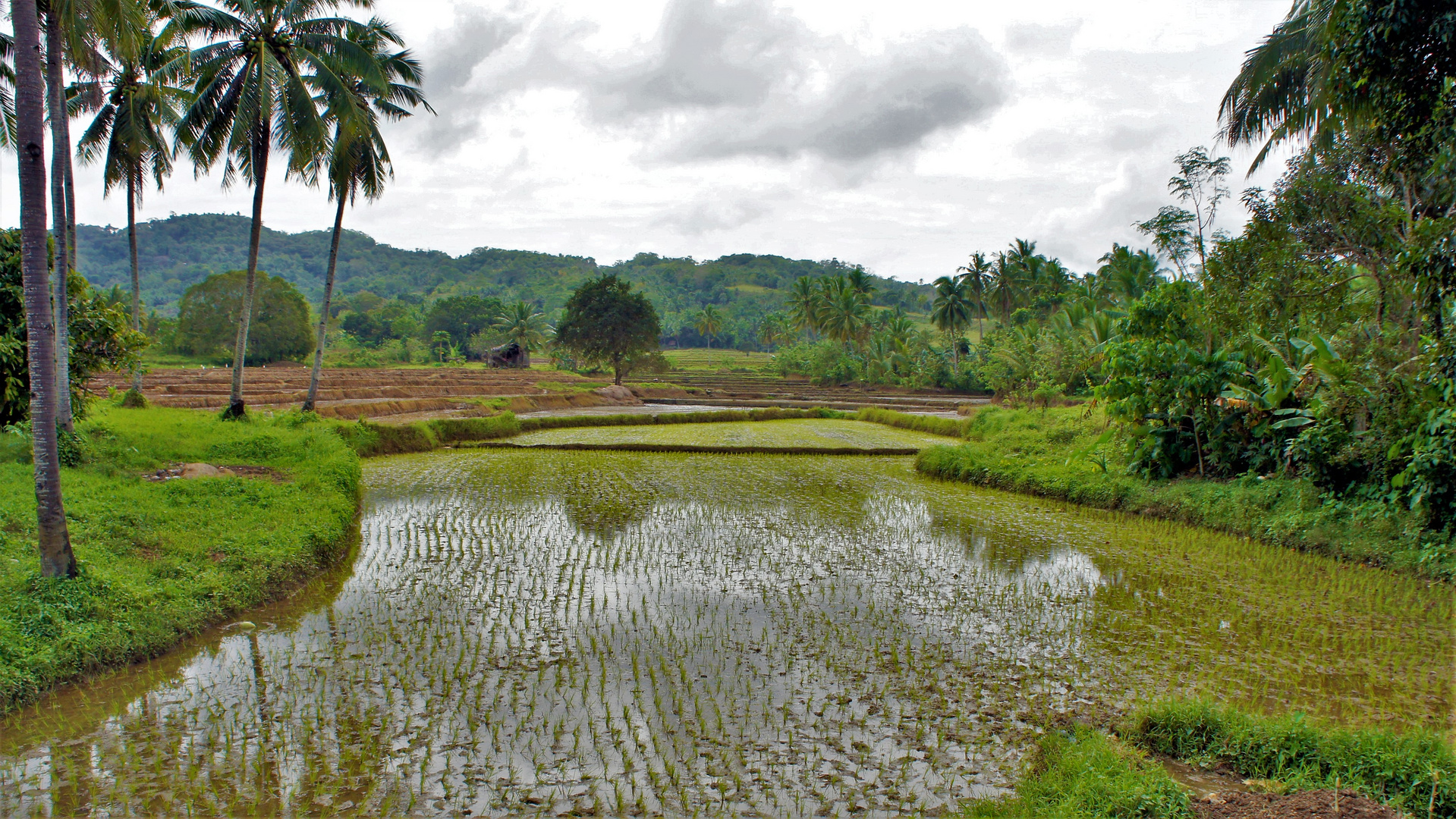 Palayan Foto & Bild | world, feld, asien Bilder auf fotocommunity