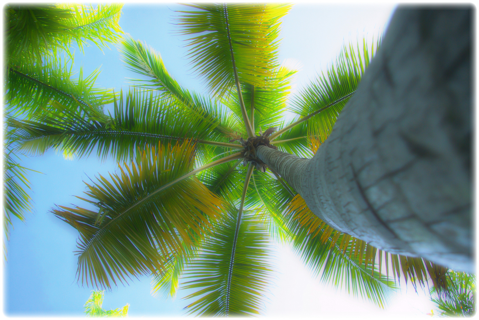 palm photo & image | plants, fungi & lichens, trees, thailand images at ... palm photo & image | plants, fungi & lichens, trees, thailand images at ...