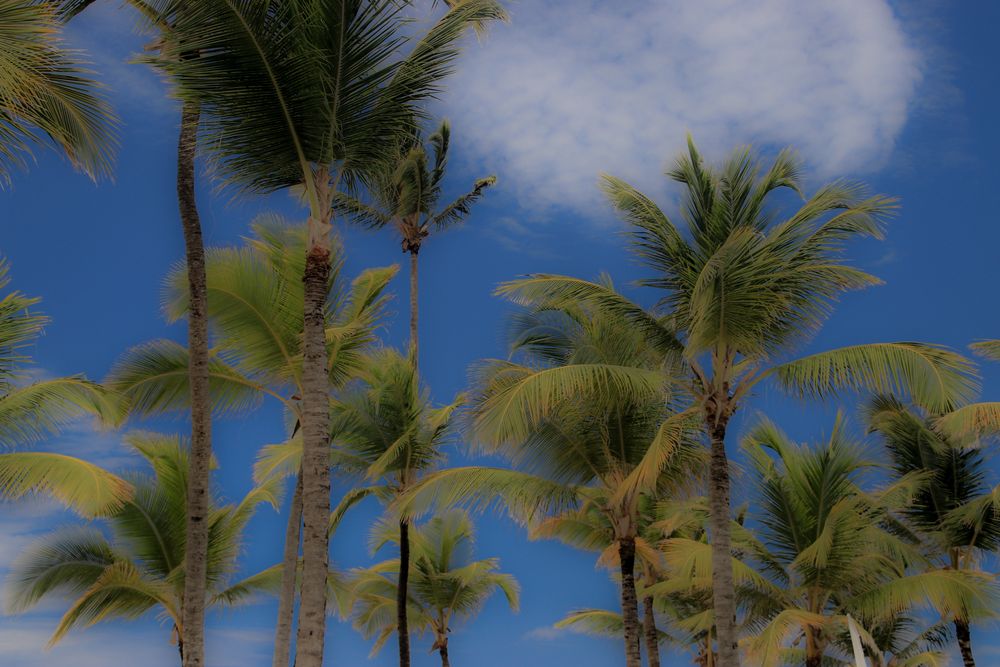 Palm trees Foto & Bild | fotos, world, spezial Bilder auf fotocommunity