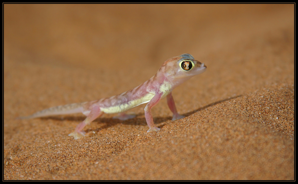 palmato gecko Foto & Bild | africa, southern africa, namibia Bilder auf ...