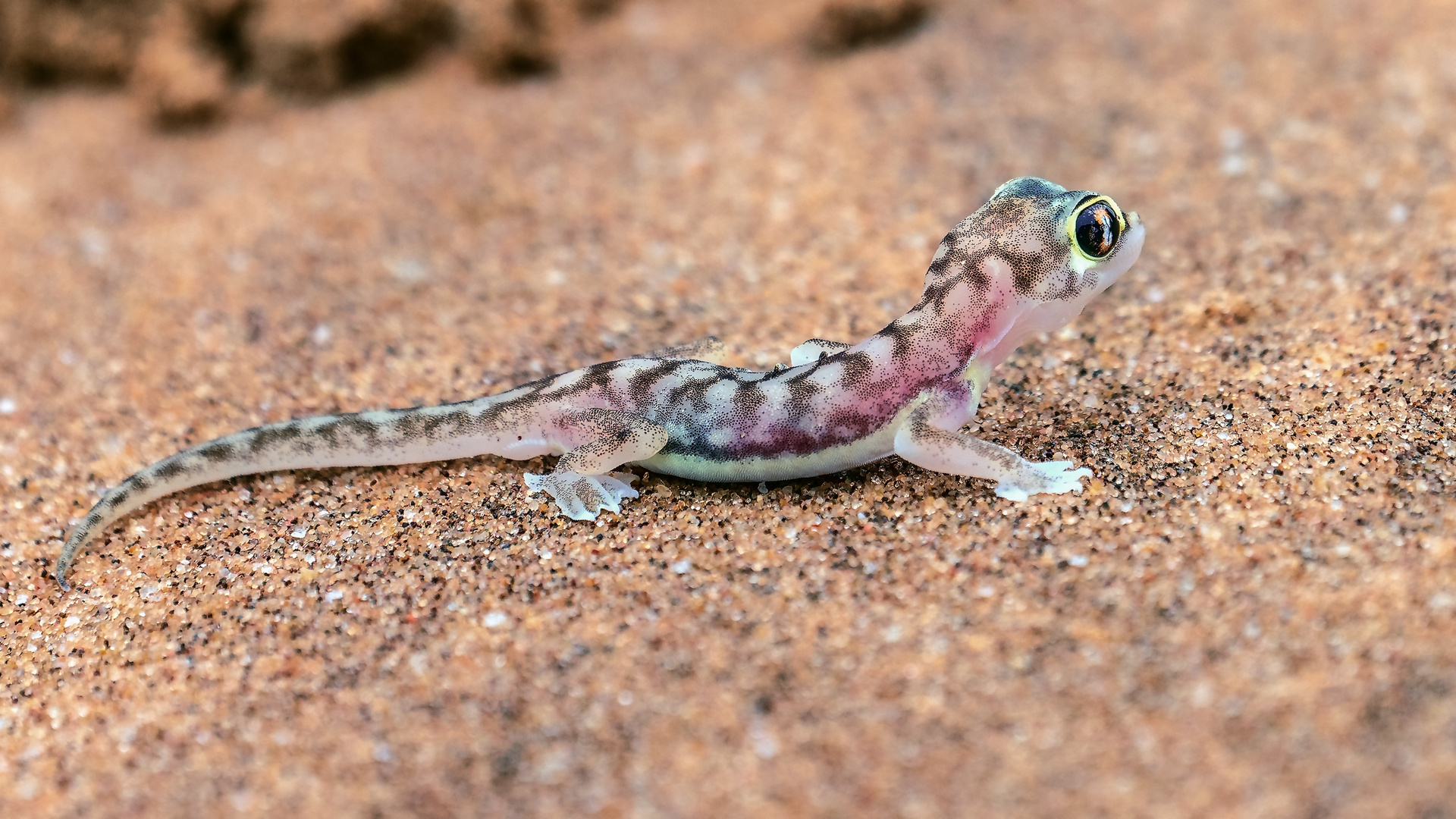 Palmato Gecko Foto & Bild | namibia, afrika, wildlife Bilder auf ...