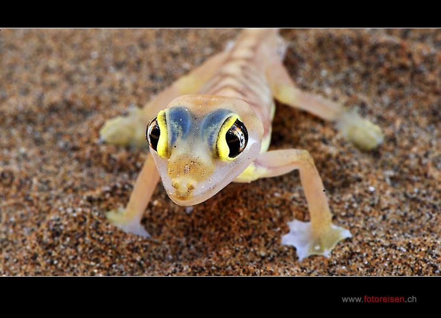 Palmato-Gecko Foto & Bild | tiere, wildlife, amphibien & reptilien ...