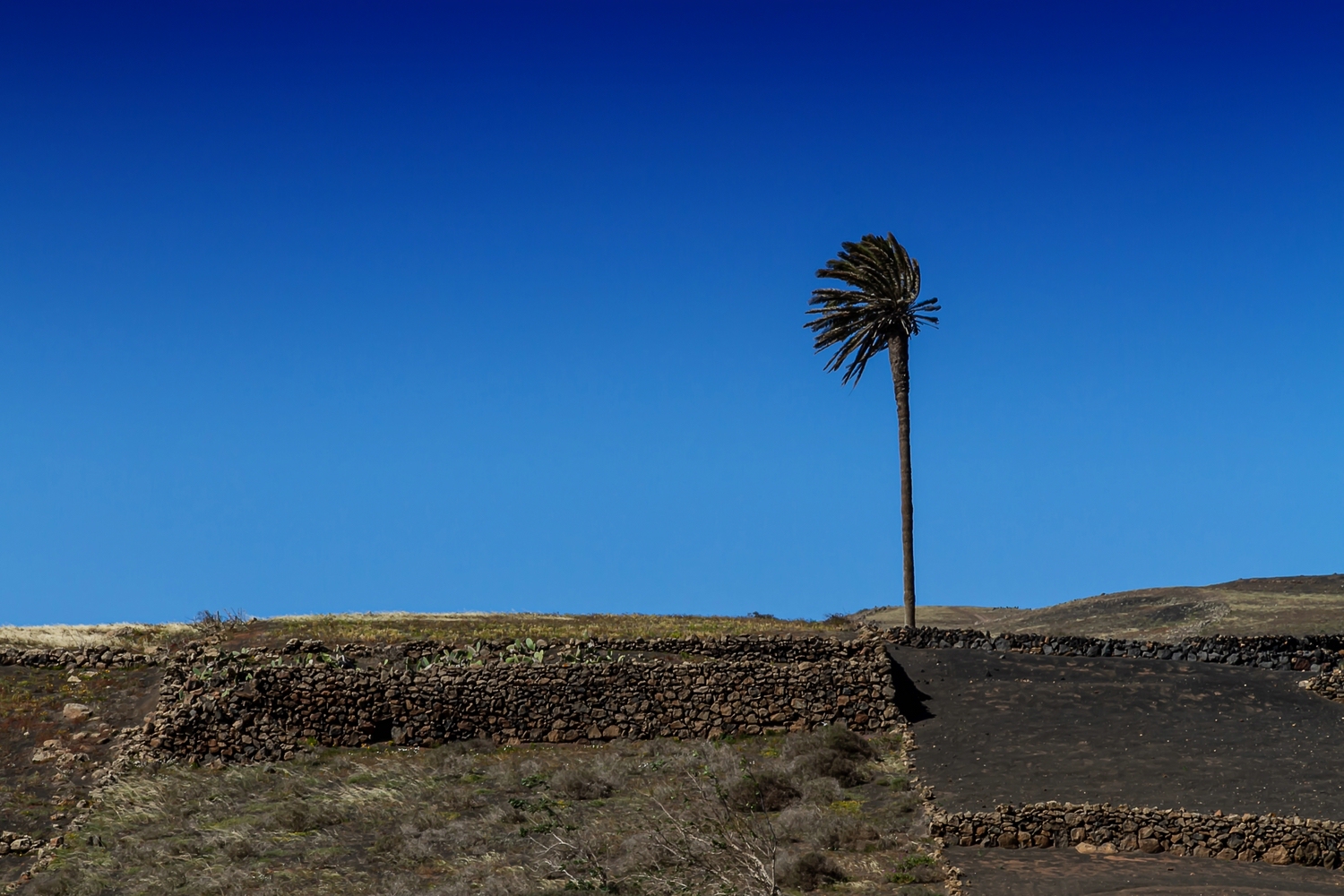 Palme Foto & Bild | urlaub, outdoor, frühling Bilder auf fotocommunity