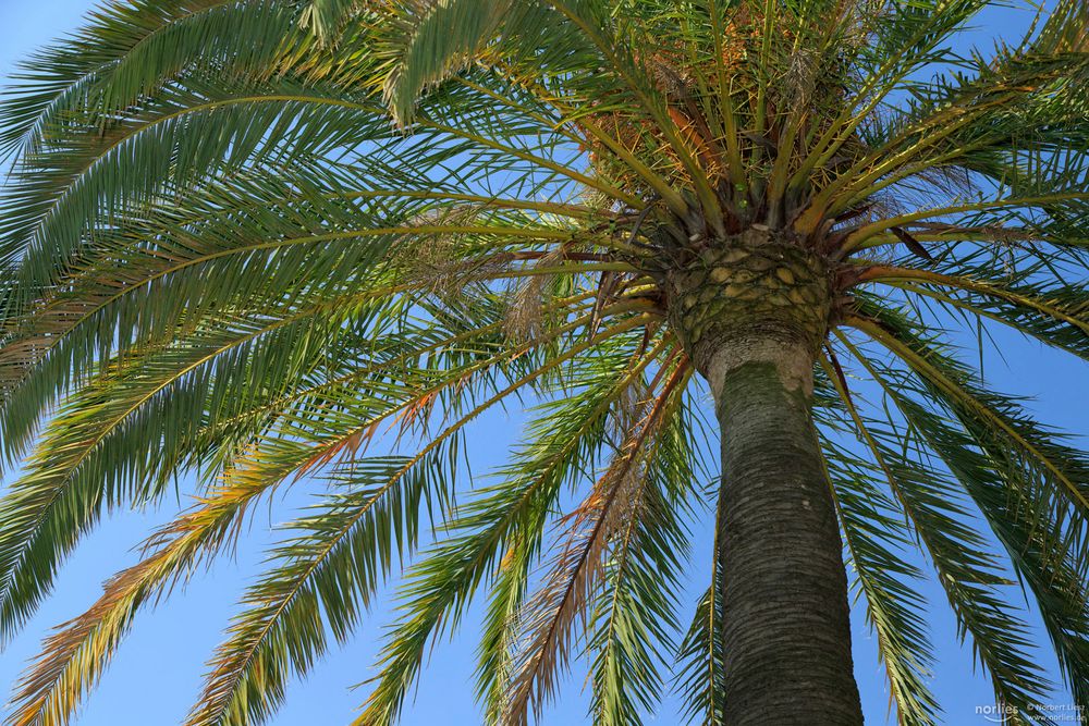 Palme Foto & Bild | europe, spain, aragon & katalonien Bilder auf ...