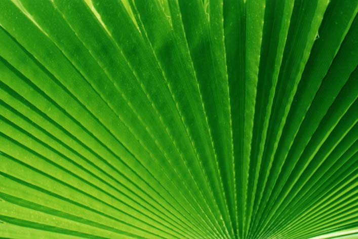 Palme Foto & Bild | pflanzen, pilze & flechten, natur Bilder auf ...