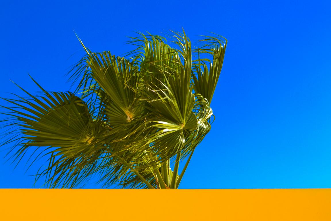 Palme Foto & Bild | world, sommer, bäume Bilder auf fotocommunity