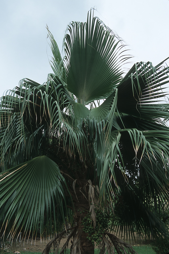 Palme Foto & Bild | pflanze, palme, hawaii Bilder auf fotocommunity