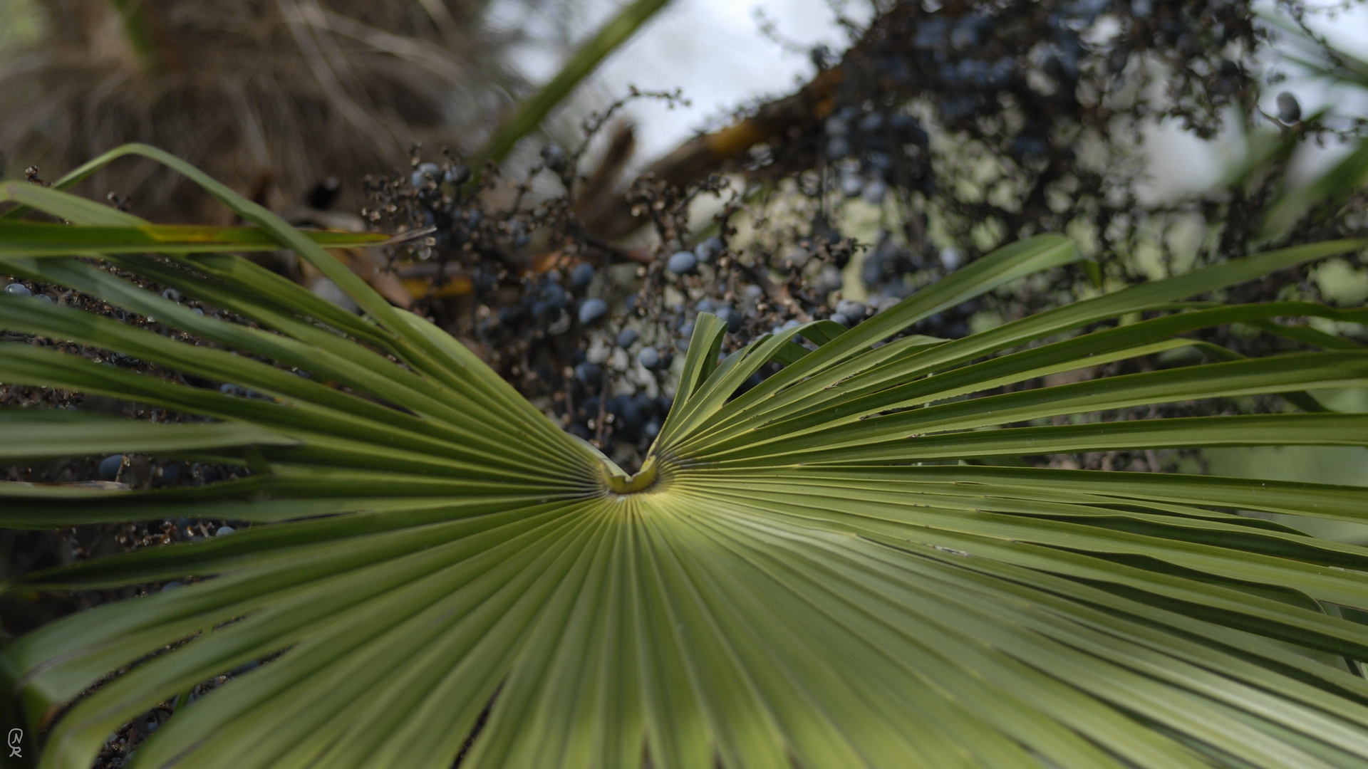 Palme Foto & Bild | bäume, baum, grün Bilder auf fotocommunity