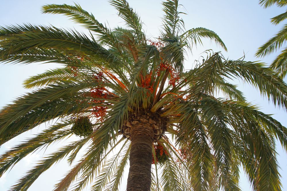 Palme im Wind Foto & Bild | pflanzen, pilze & flechten ...