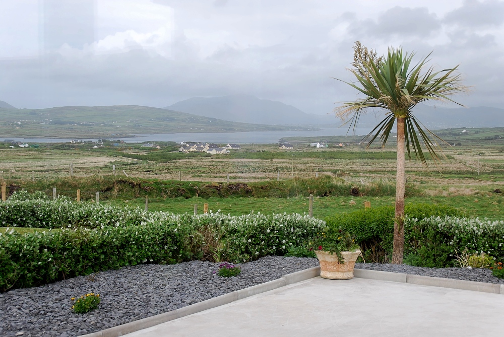 Palme in Irland Foto & Bild | europe, united kingdom & ireland, ireland ...