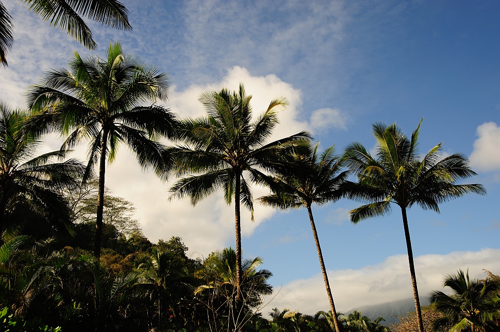 Palmen! Foto & Bild | north america, united states, hawaii Bilder auf ...